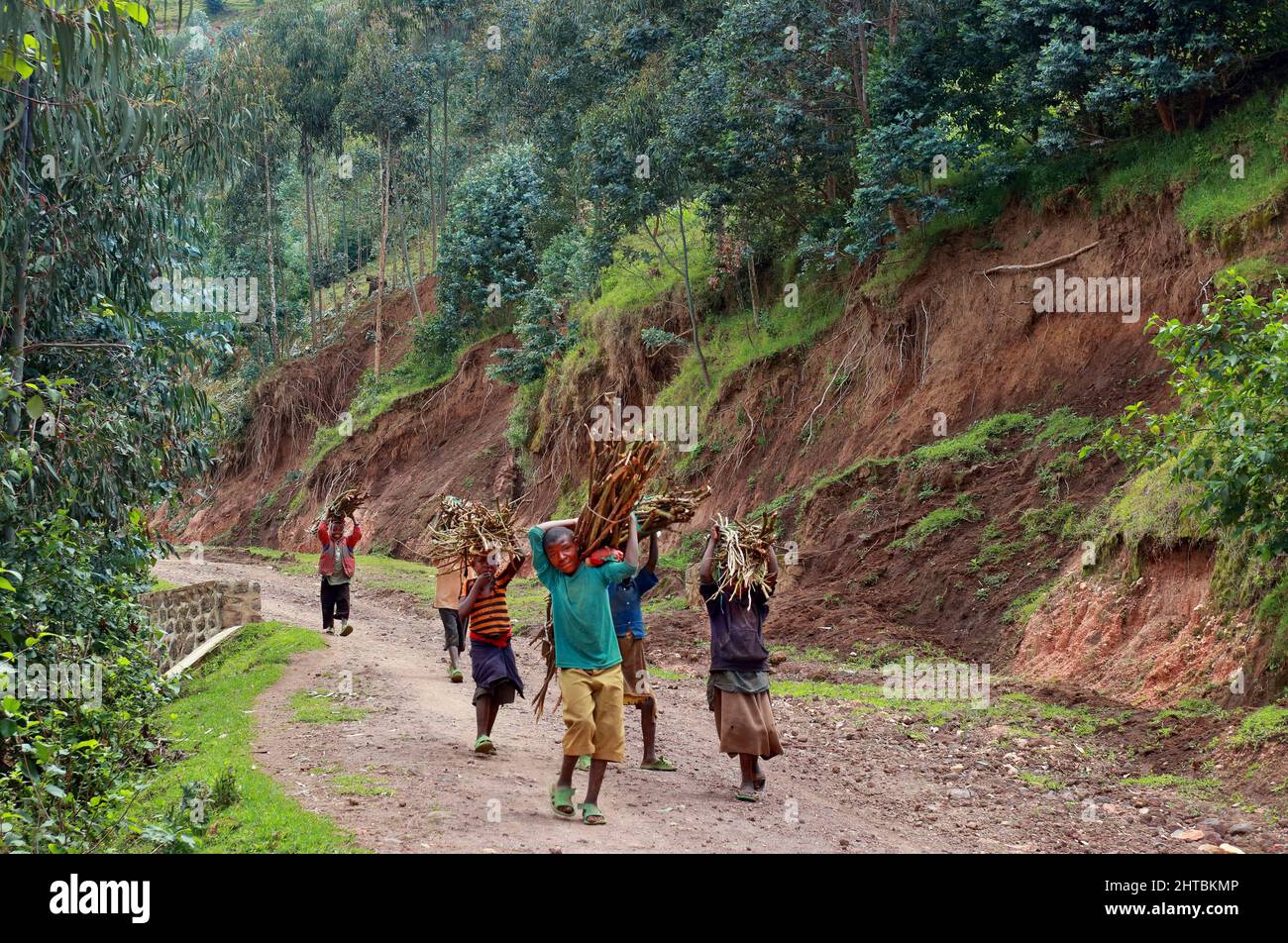 Carrying firewood on a rural road in northwest Rwanda, Africa Stock ...