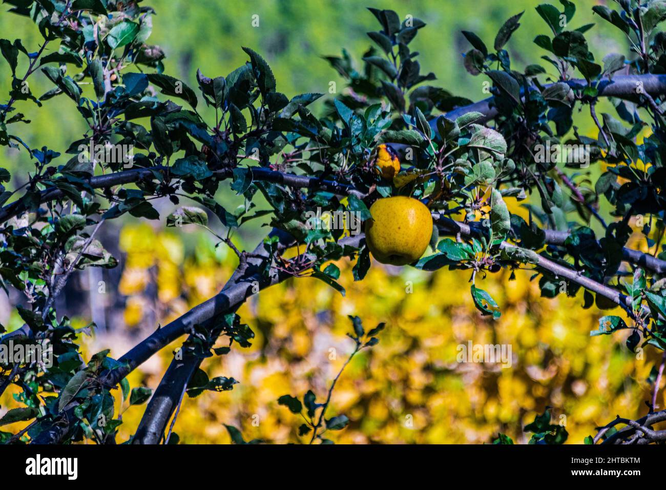Closeup of a yellow apple tree in a garden Stock Photo - Alamy