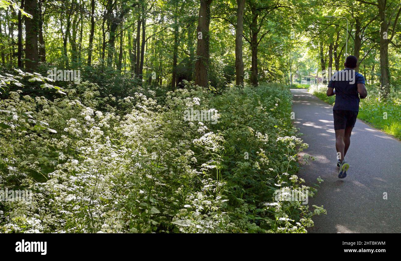 Man jogging through a city park in spring with flowering cow parsley ...