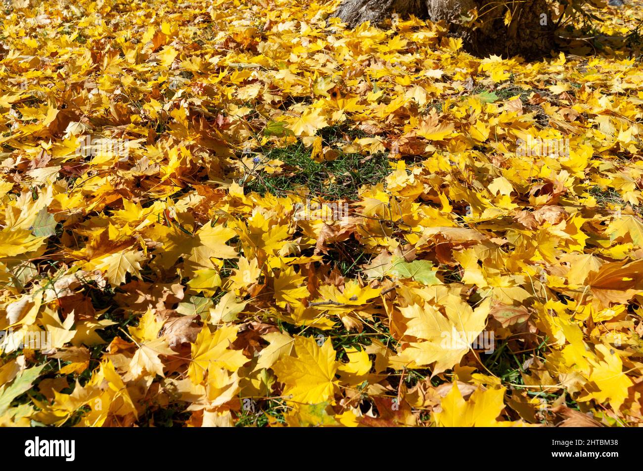 Yellow leaves fallen on the ground in the forest in late autumn Stock Photo - Alamy