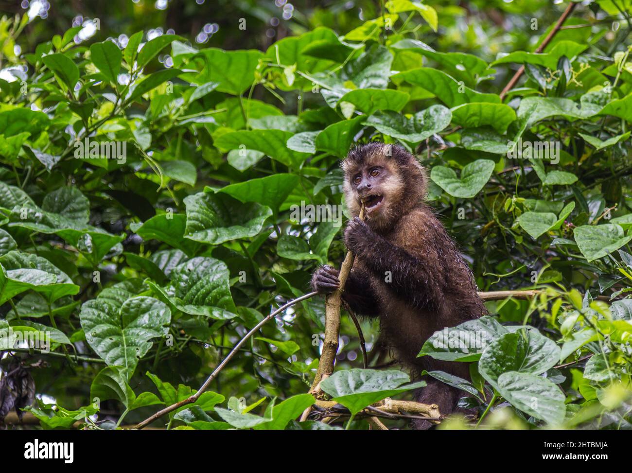 Closeup of a capuchin monkey in a tree Stock Photo - Alamy