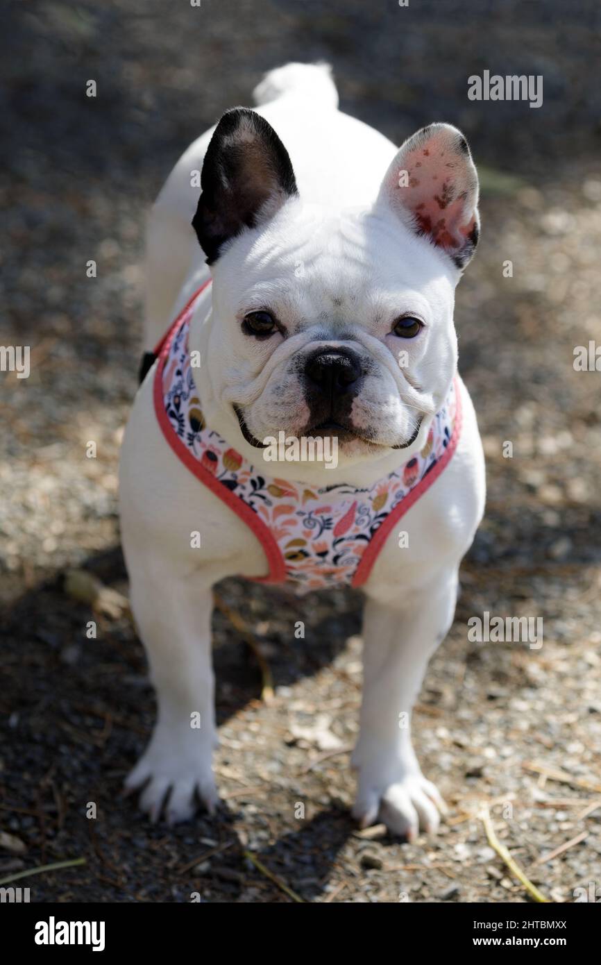 9-Months-Old White Merle French Bulldog Female Puppy. Off-leash dog ...