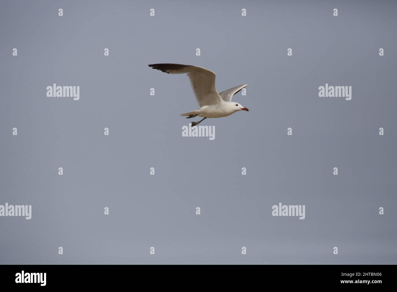 A view of the beautiful seagull hovering in the sky Stock Photo - Alamy