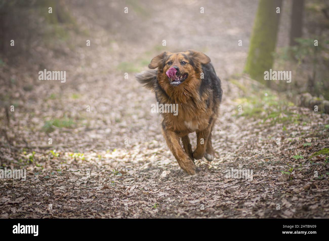 Happy mongrel dog running free in the woodland Stock Photo - Alamy