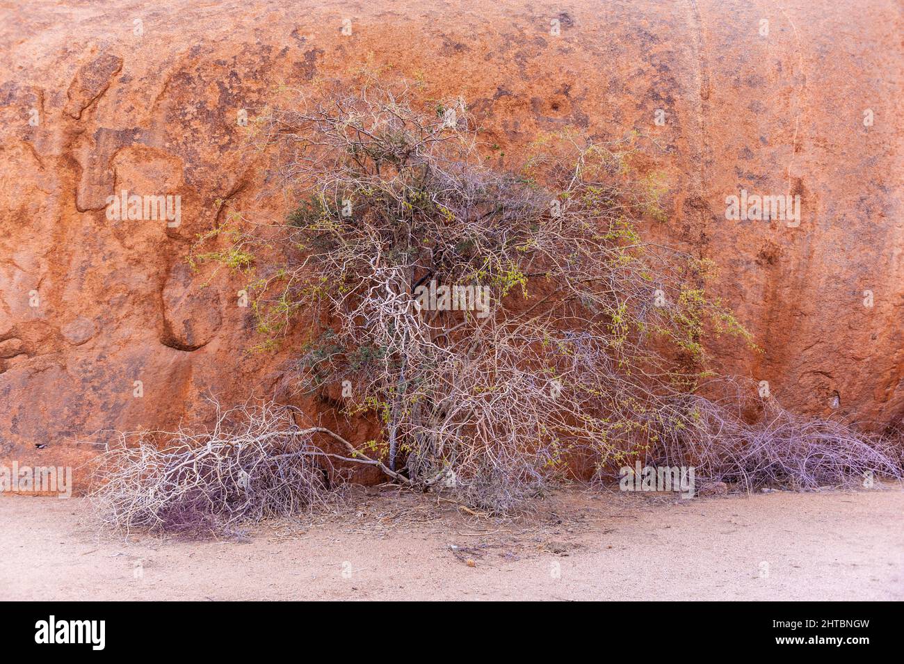 Bush growin against a red orange rock in the Namibian desert around ...