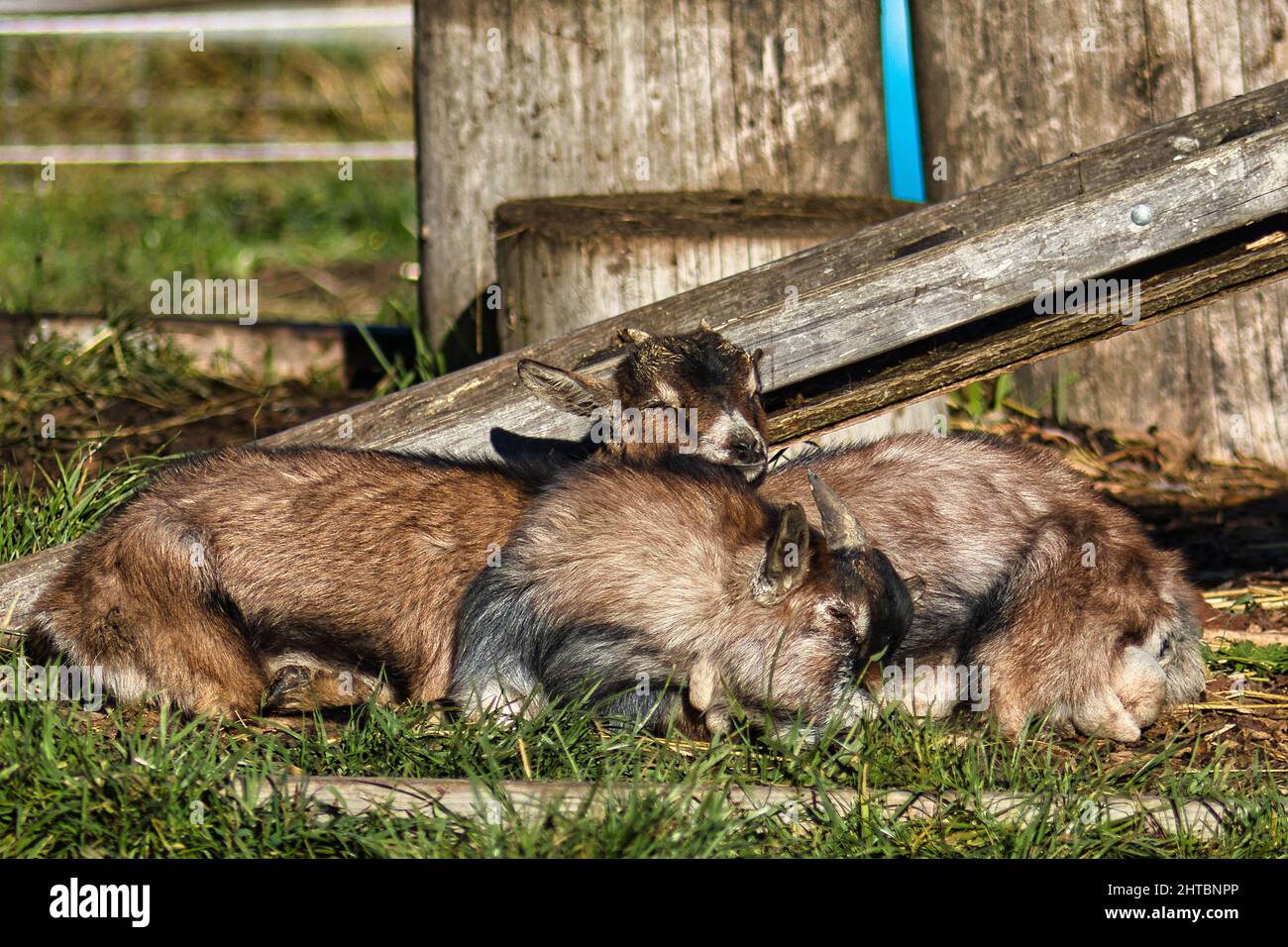 Closeup of a goat in the farm Stock Photo - Alamy