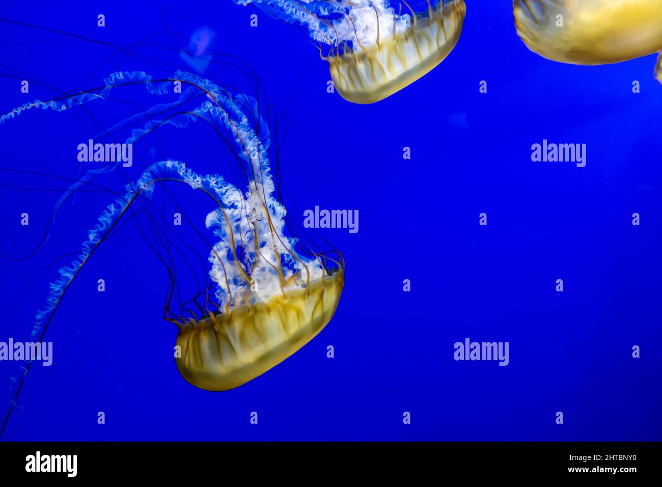 Gorgeous view of a group of pacific sea nettles swimming around inside ...