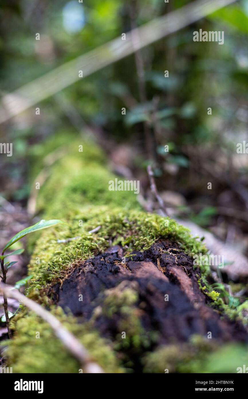 Tree trunk covered with moss in the Horton Plains National Park in ...