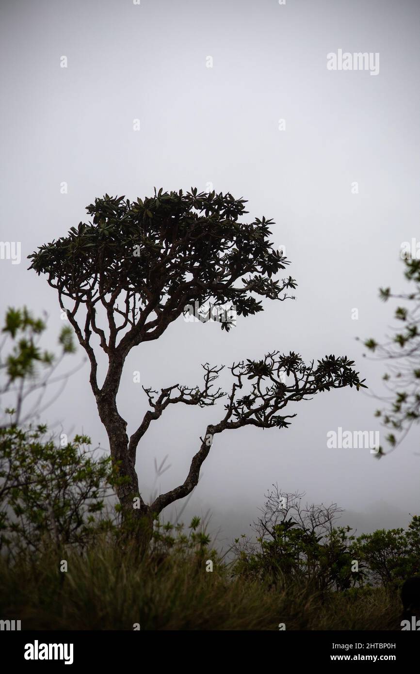 Tree grown in the Horton Plains National Park against the cloudy sky ...