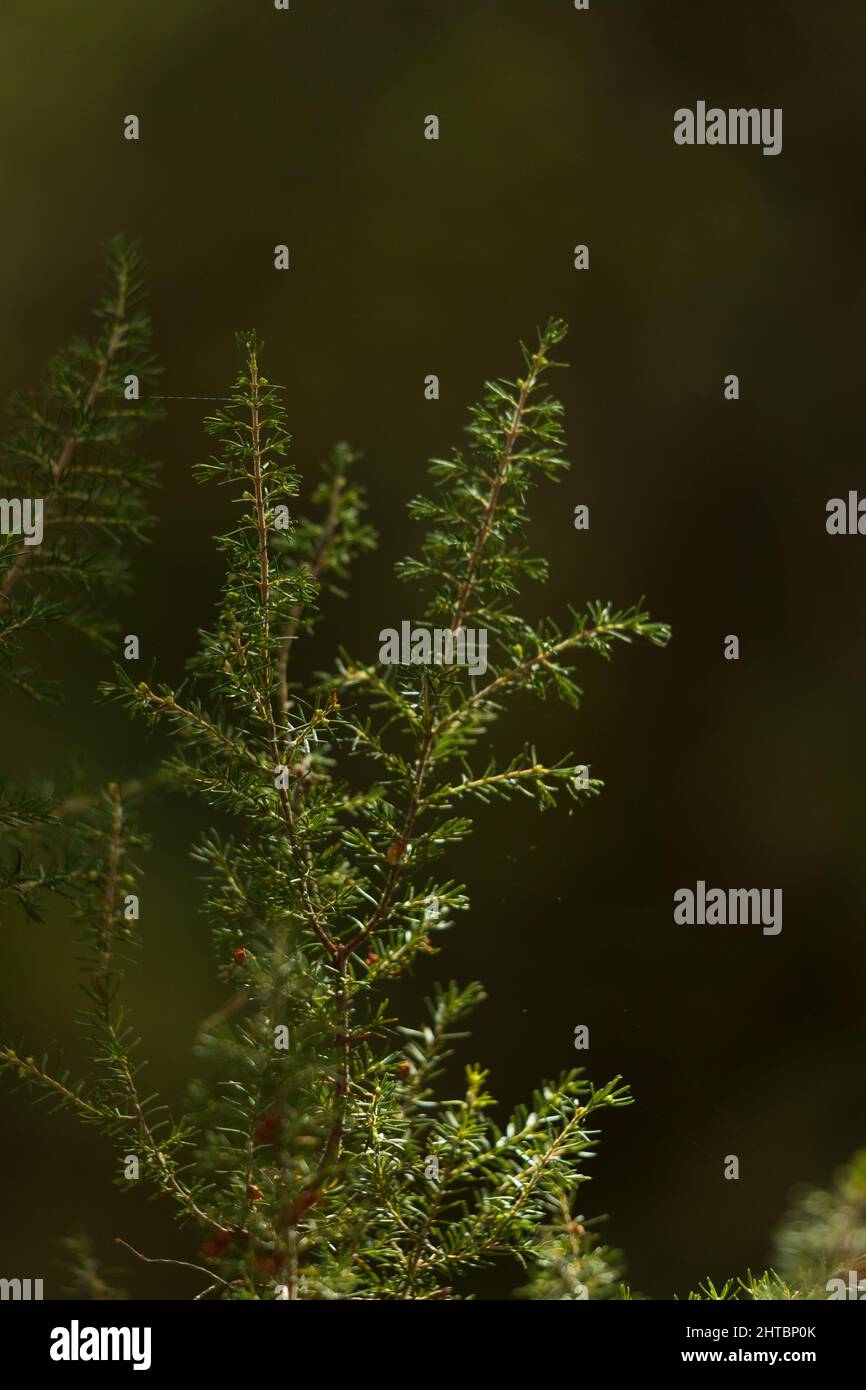 Vertical shot of a branch of a tree in a forest Stock Photo - Alamy