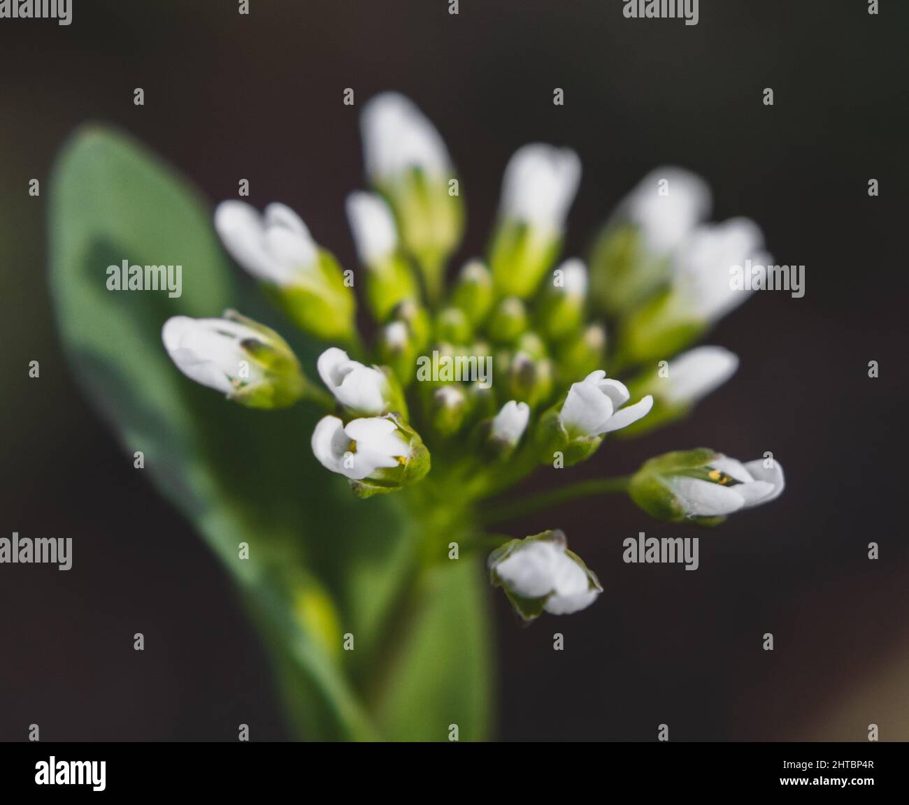 Budding flower hi-res stock photography and images - Alamy
