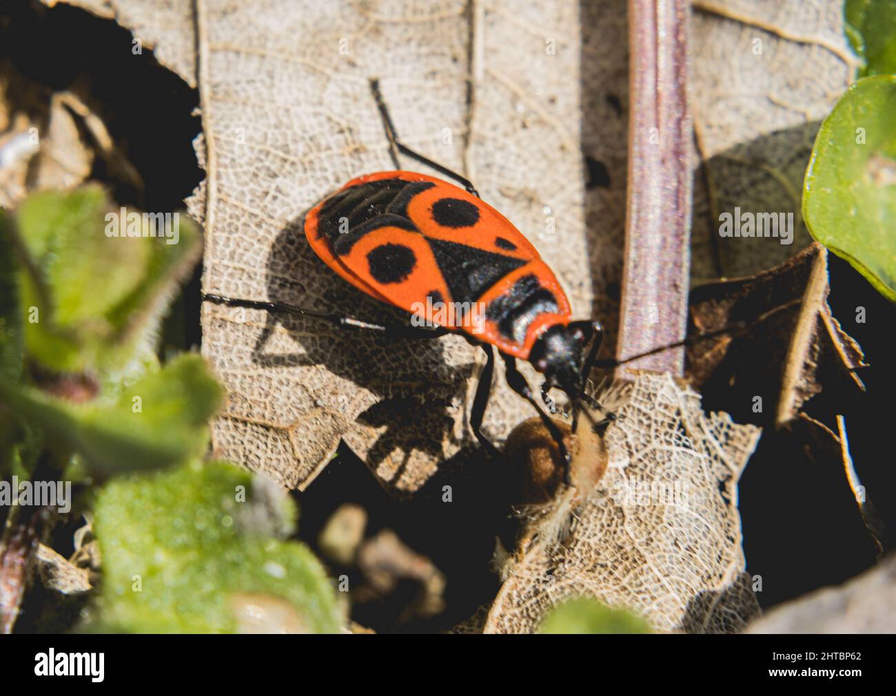 Top view of a firebug under the sunlight Stock Photo - Alamy