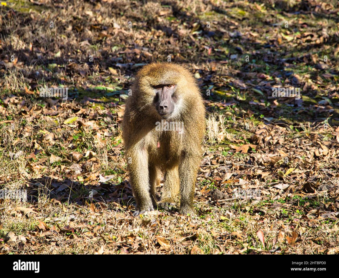 Closeup of a cute guinea baboon walking on grass at the Kansas City Zoo ...