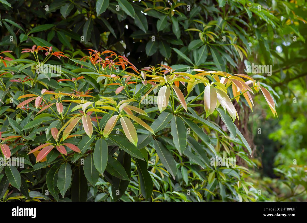 Colorful Alstonia scholaris leaves, commonly called blackboard tree ...