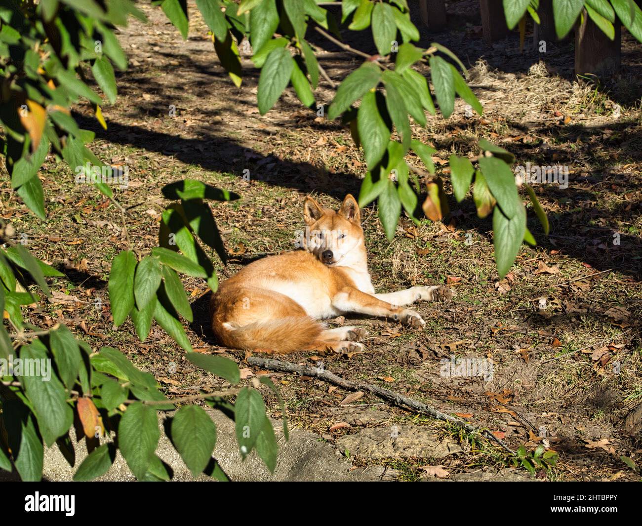 Cute Dingo resting at the Kansas City Zoo on a sunny day Stock Photo ...