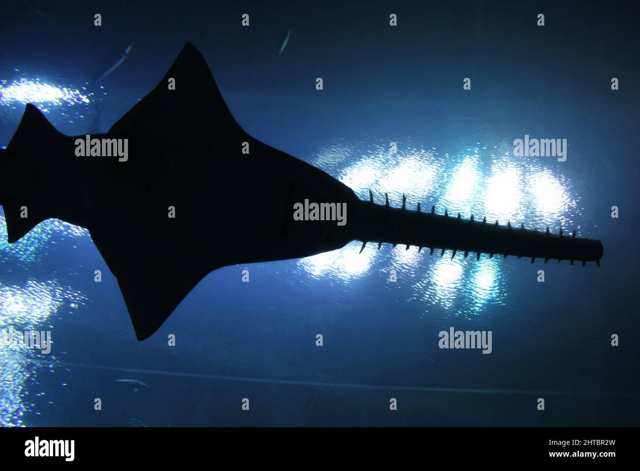 Vertical shot of the silhouette of a Largetooth Sawfish swimming in the ...