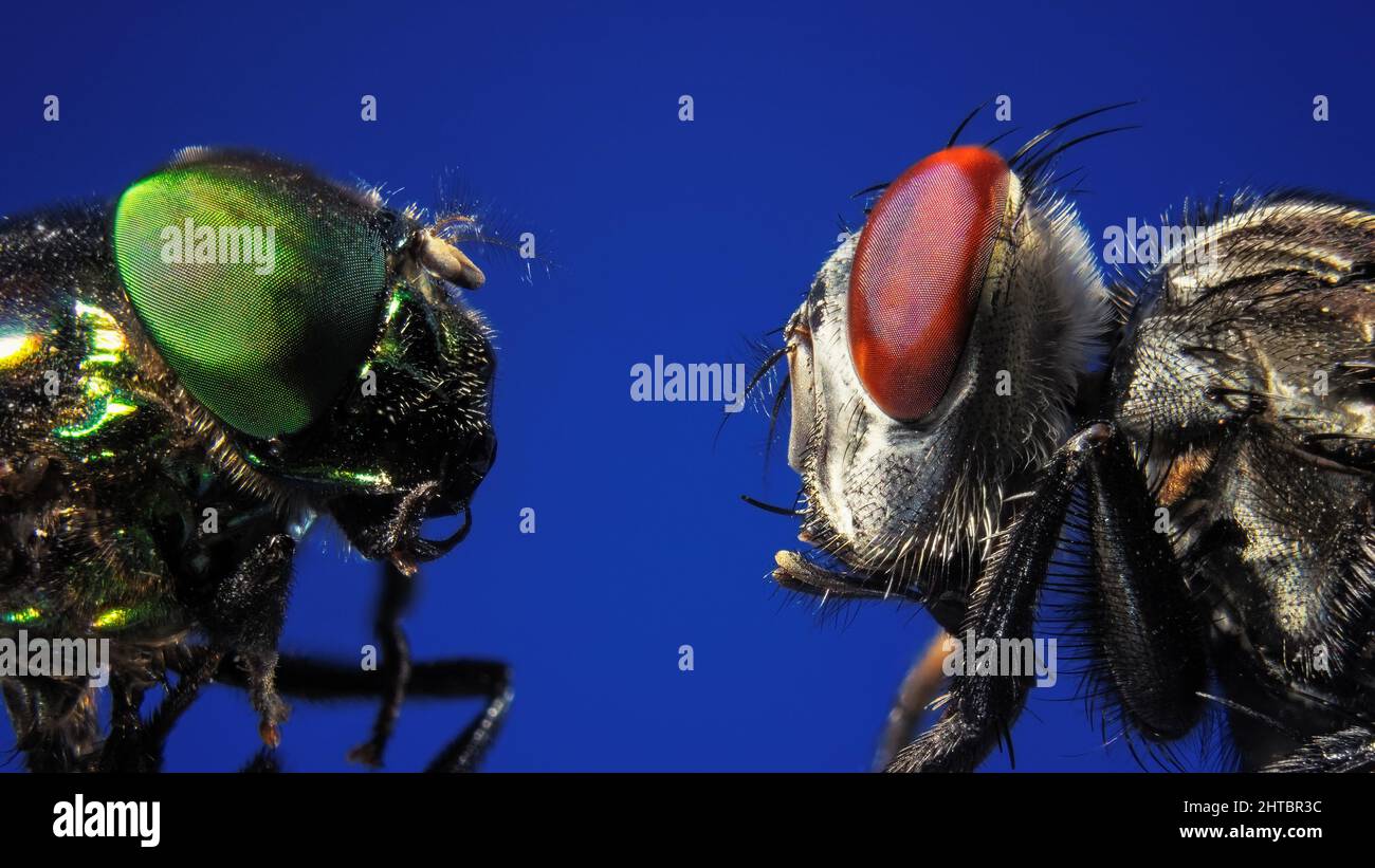Macro photography of two insects on a blue background Stock Photo - Alamy