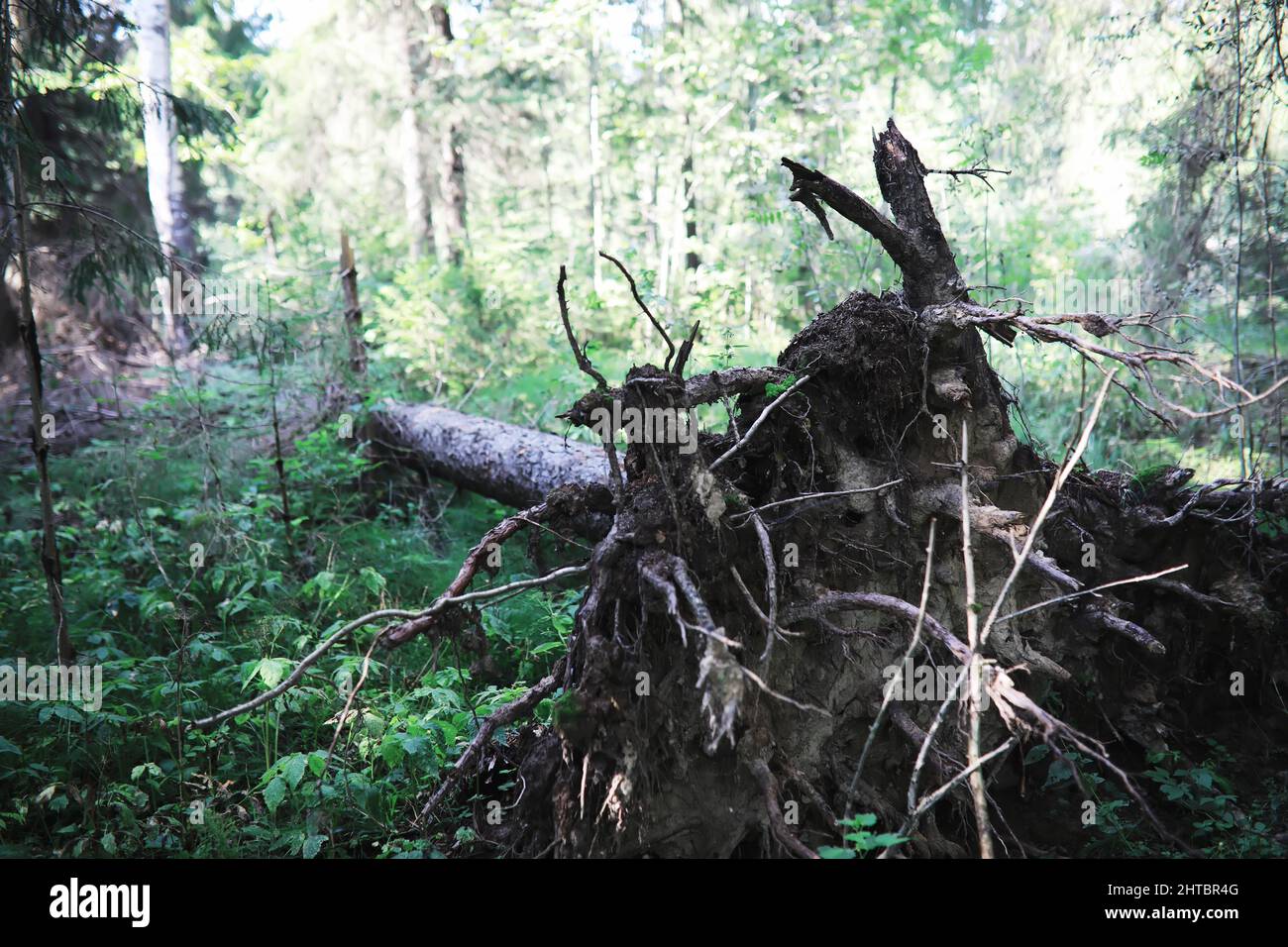 Spring nature background. Greenery trees and grasses on a sunny spring ...