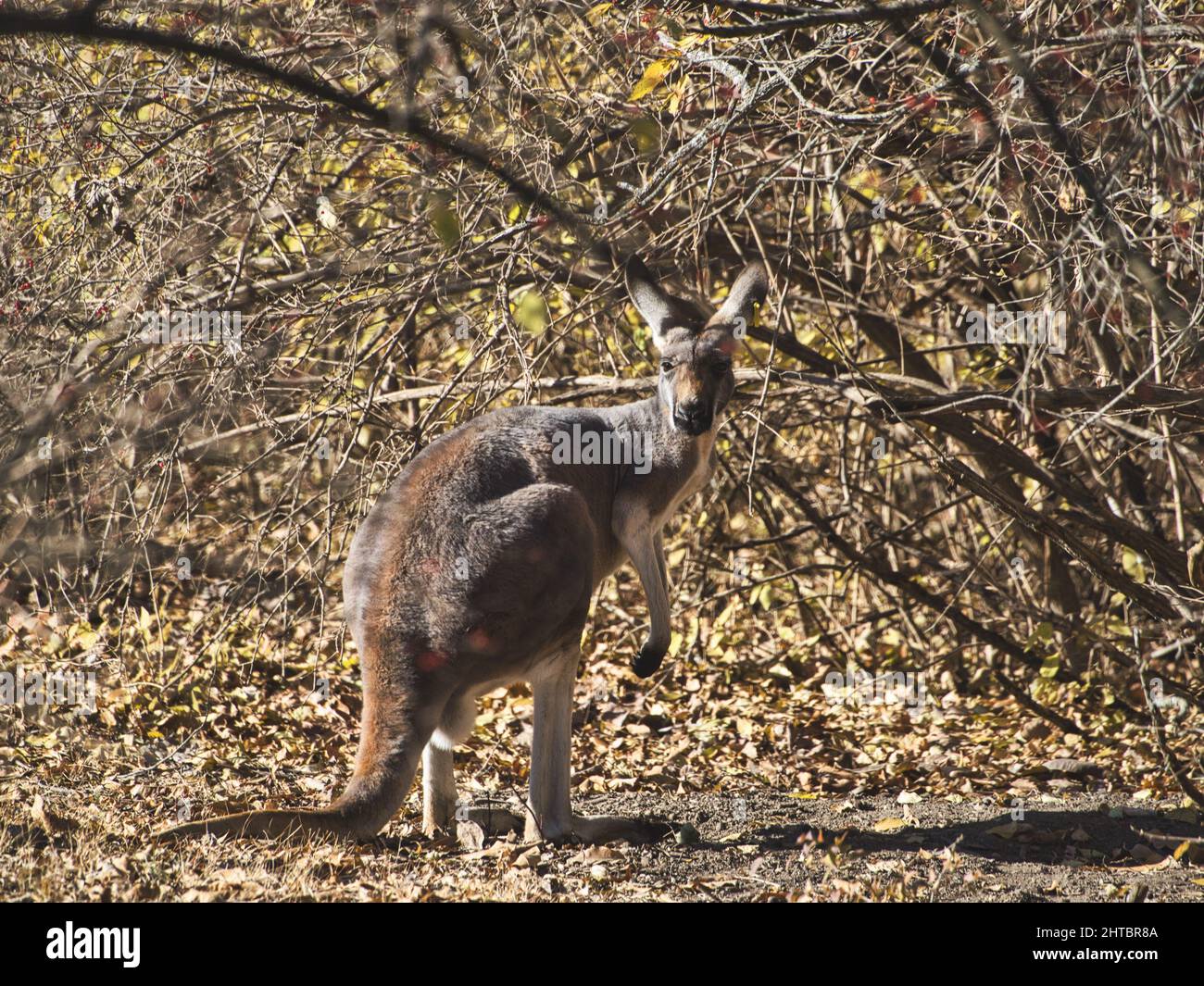 Kangaroo at Kansas City Zoo Stock Photo - Alamy