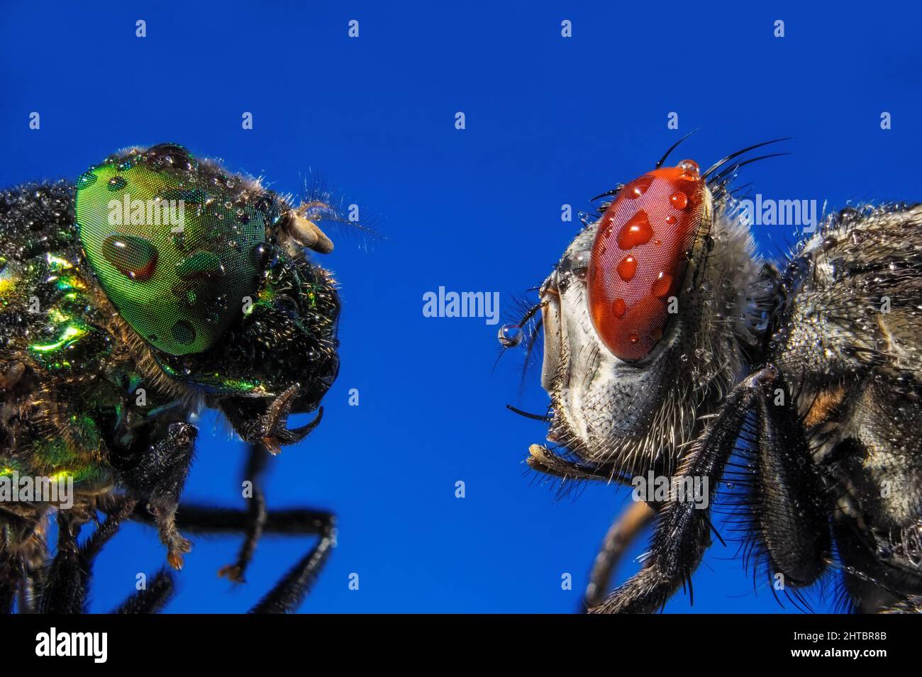 Macro photography of two insects on a blue background Stock Photo - Alamy