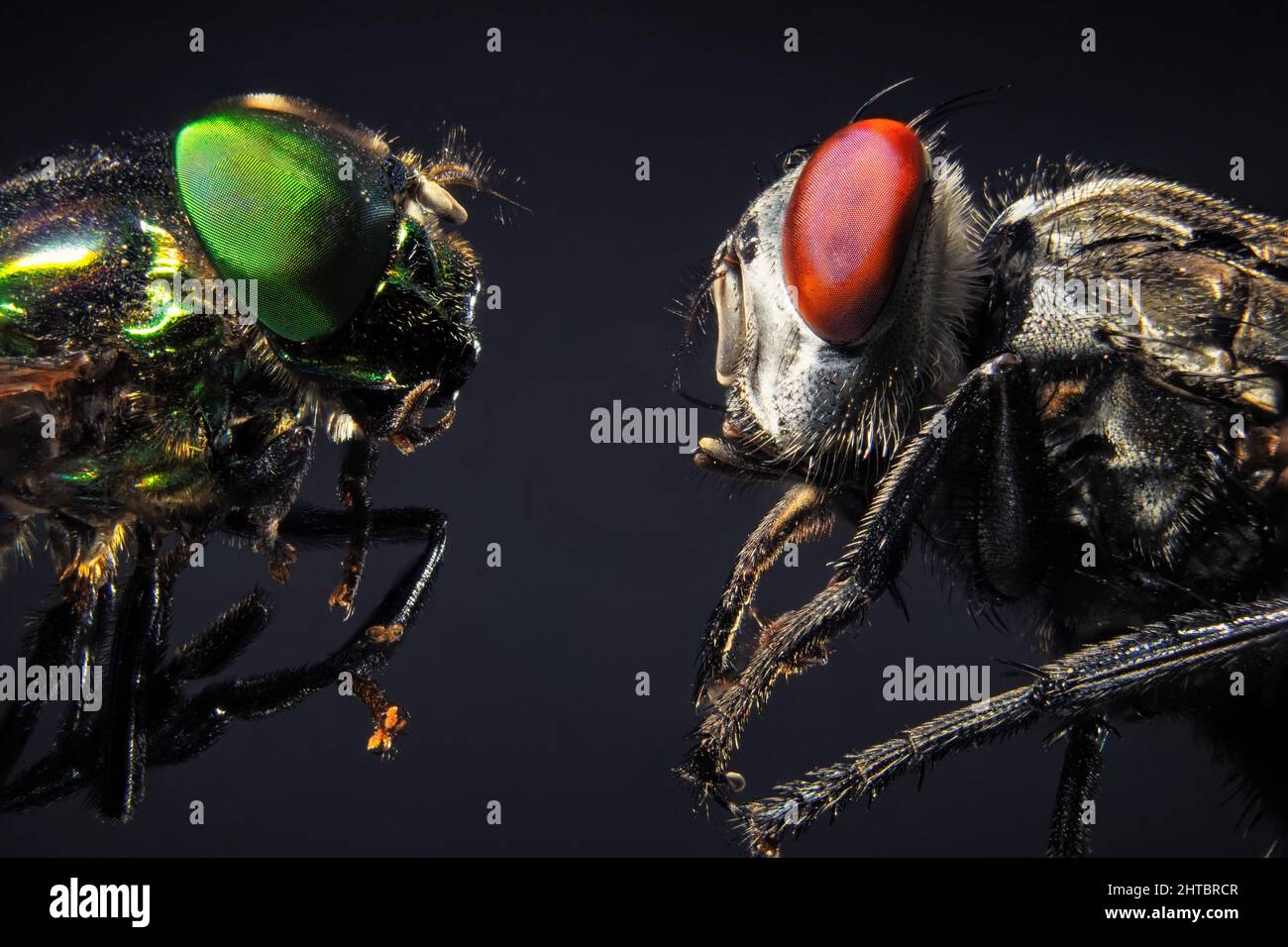 Macro photography of two insects on a dark background Stock Photo - Alamy