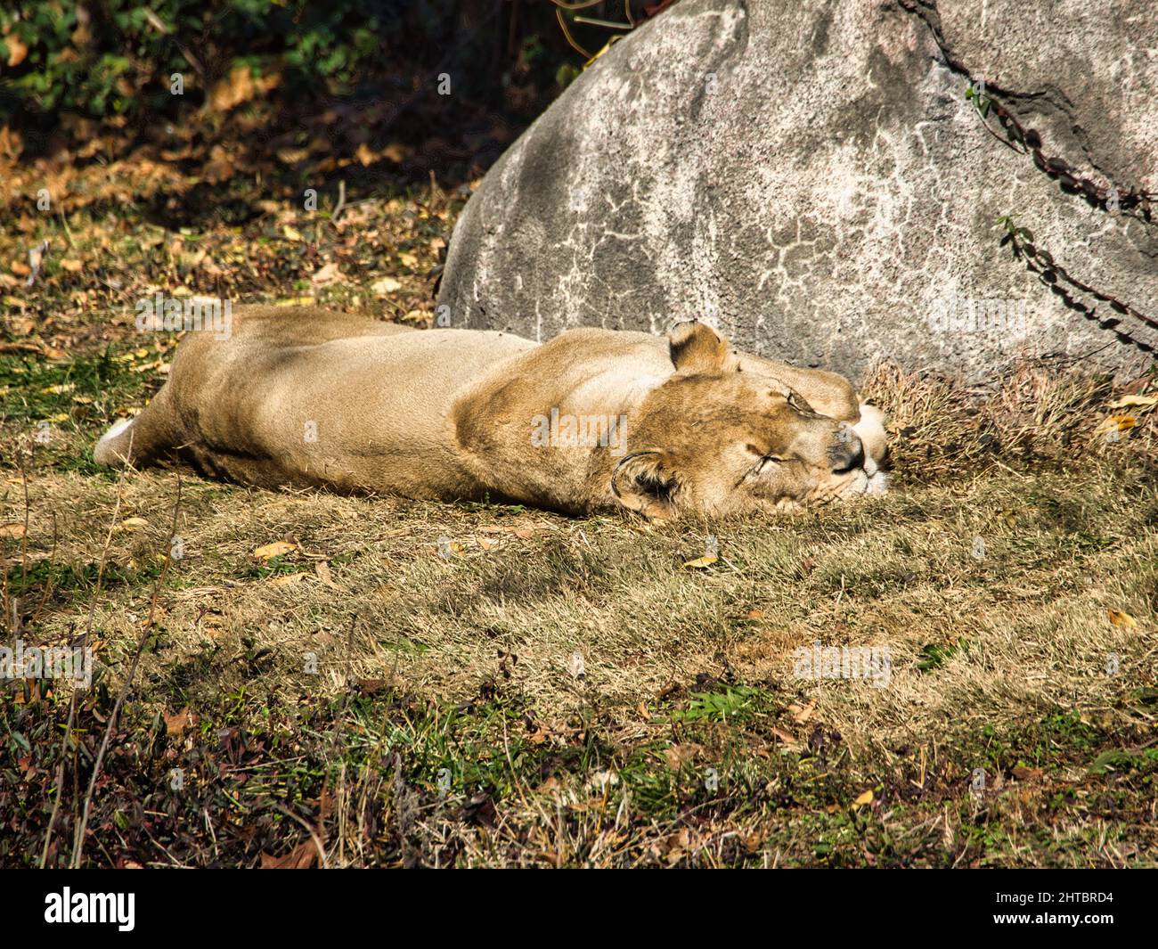 Bright summer day at the Kansas City Zoo with a lion sleeping on the ...