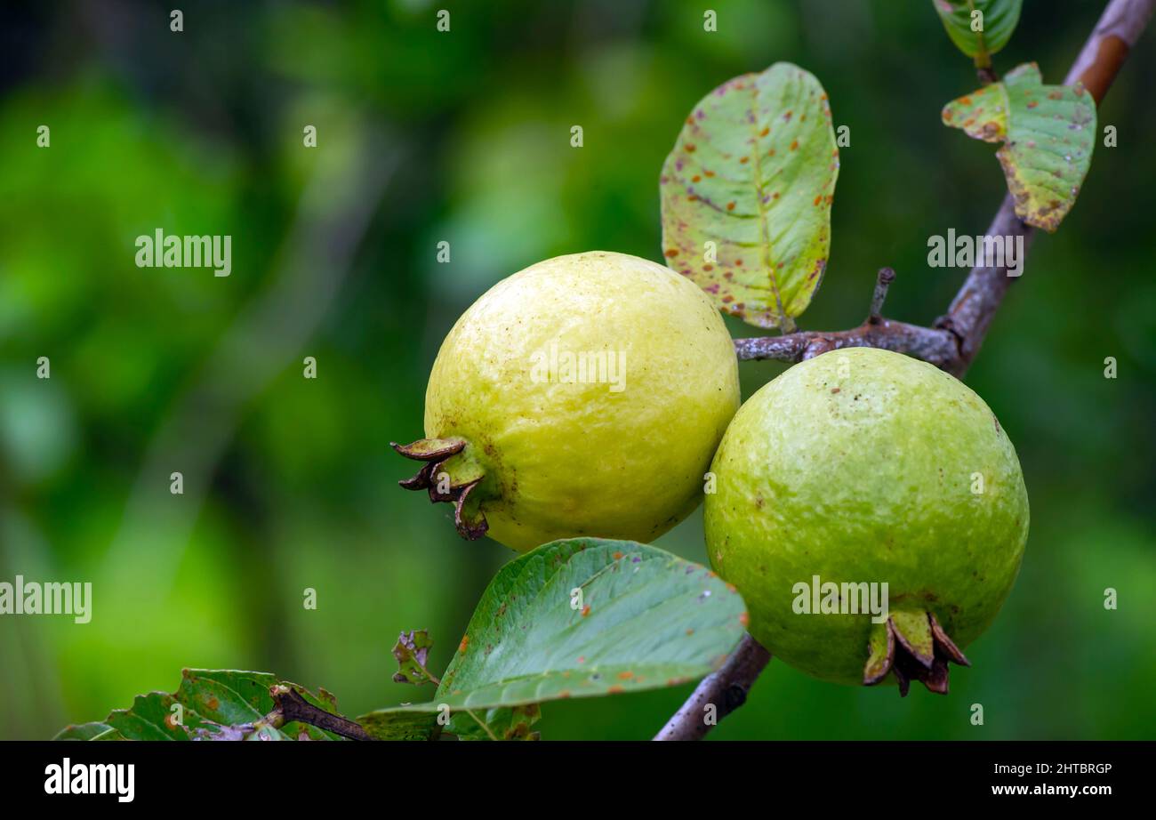 Guava growing hi-res stock photography and images - Alamy