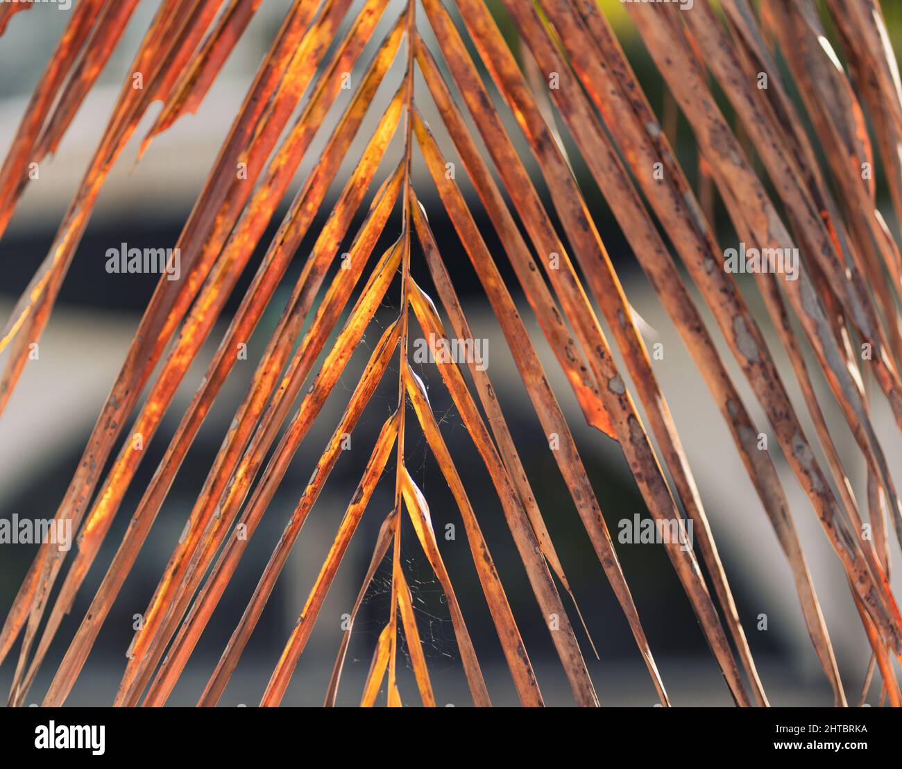 Old palm leaves hi-res stock photography and images - Alamy