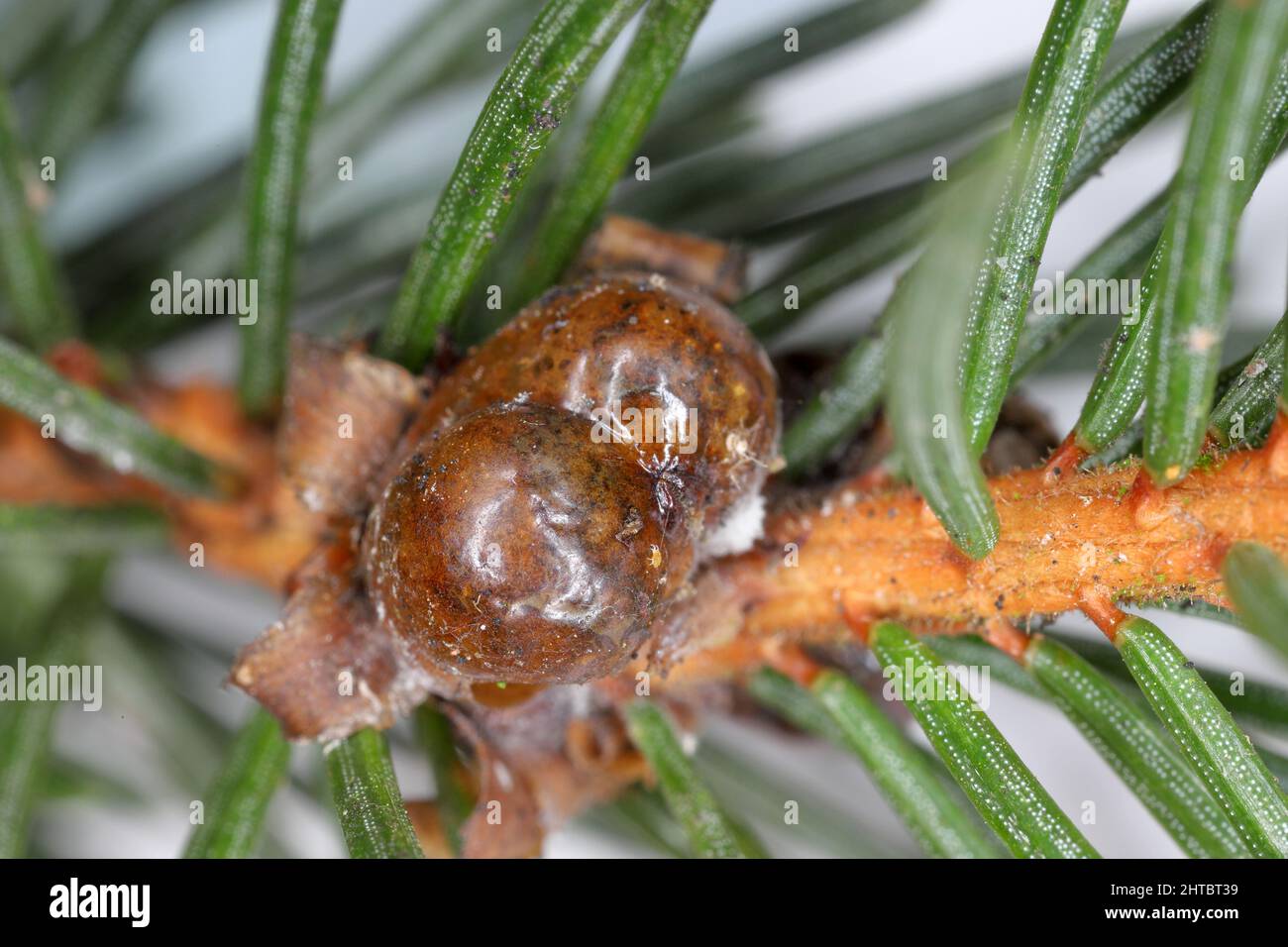 Spruce bud scale (Physokermes piceae) scale insects known as the bud ...