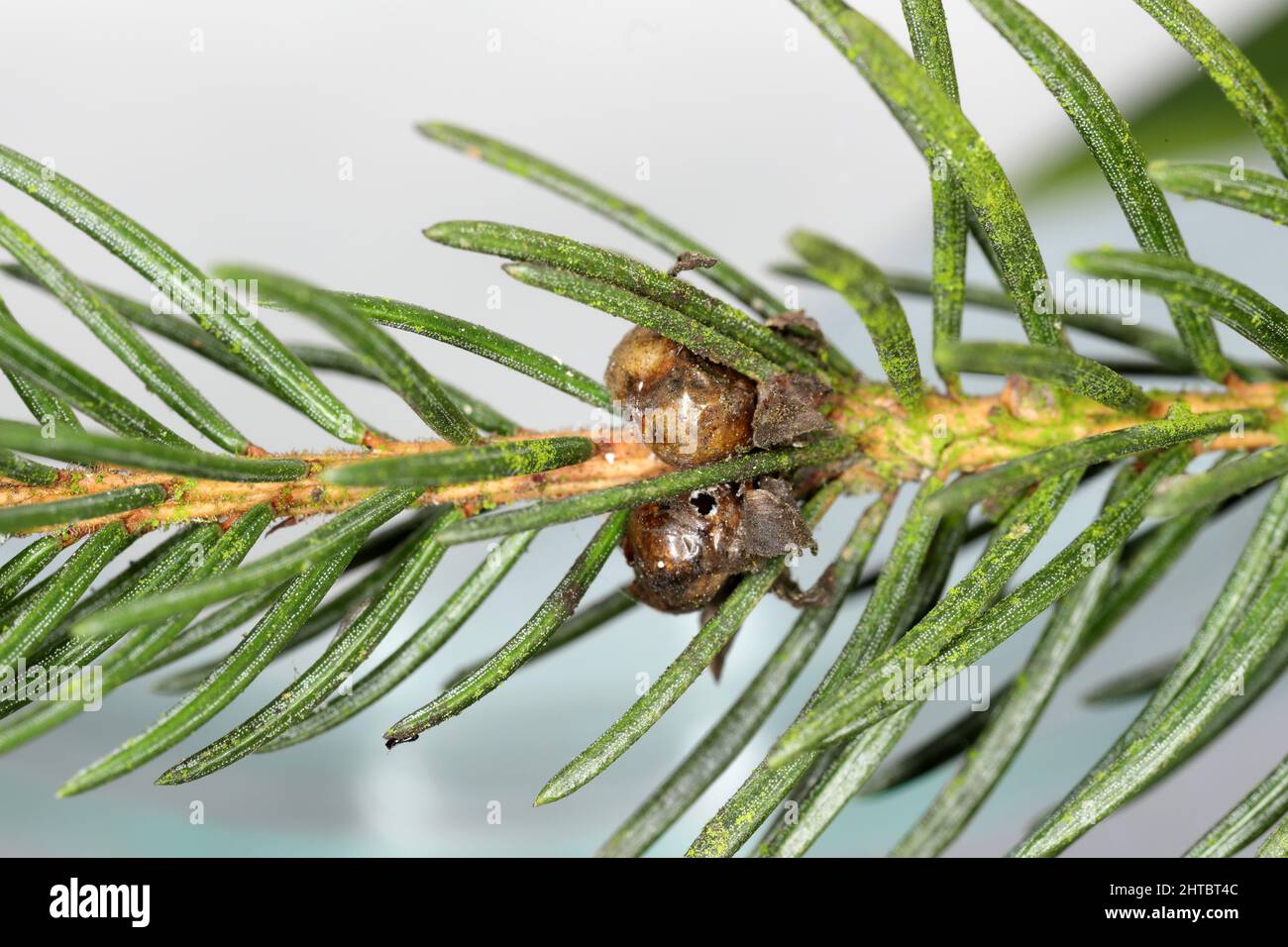 Spruce bud scale (Physokermes piceae) scale insects known as the bud ...
