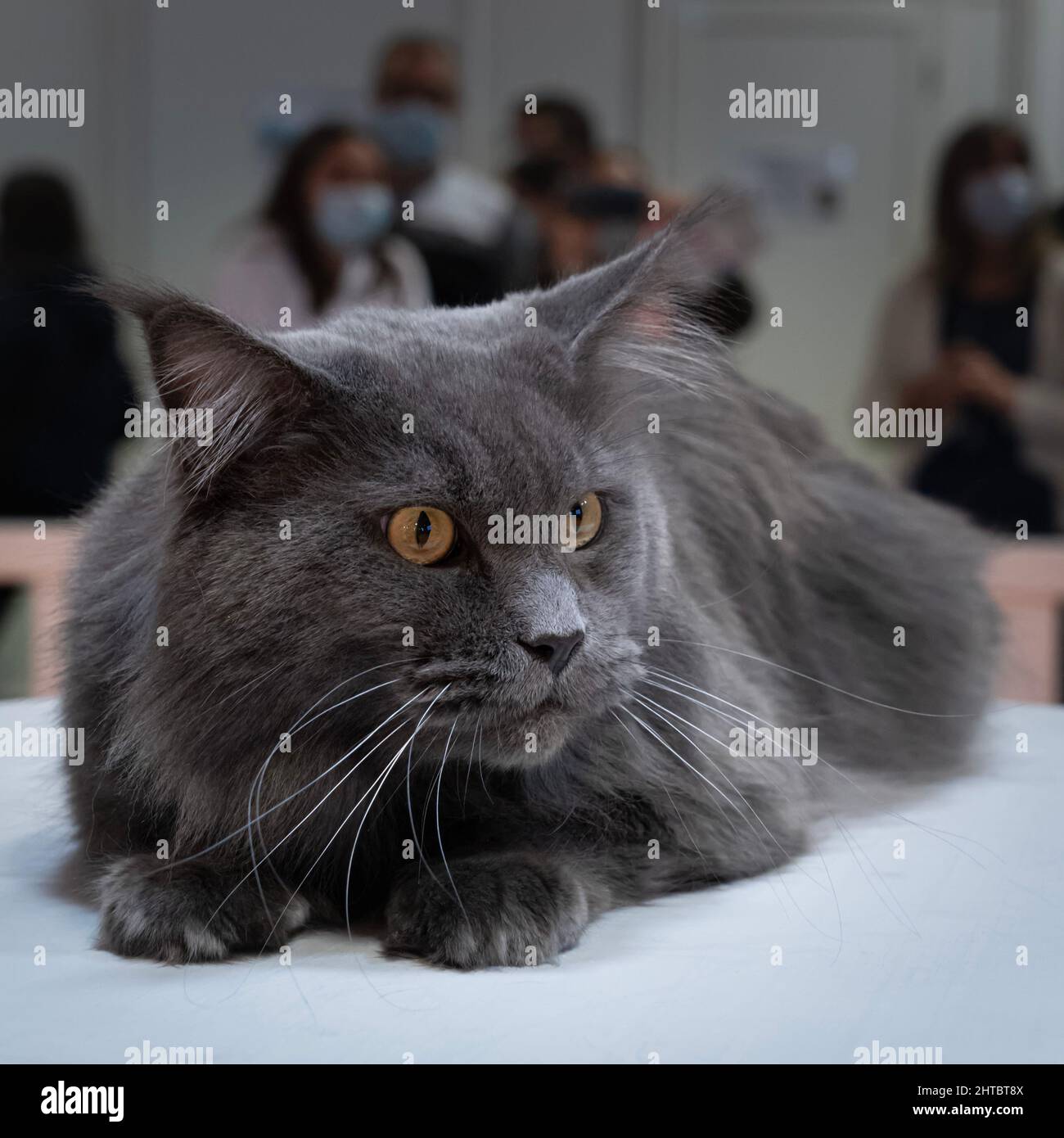 Competition cat at the Agricultural centre of Paris Stock Photo - Alamy