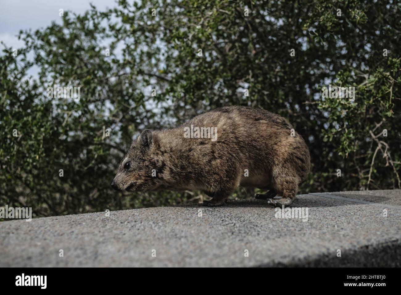 Common wombat against a green tree Stock Photo - Alamy