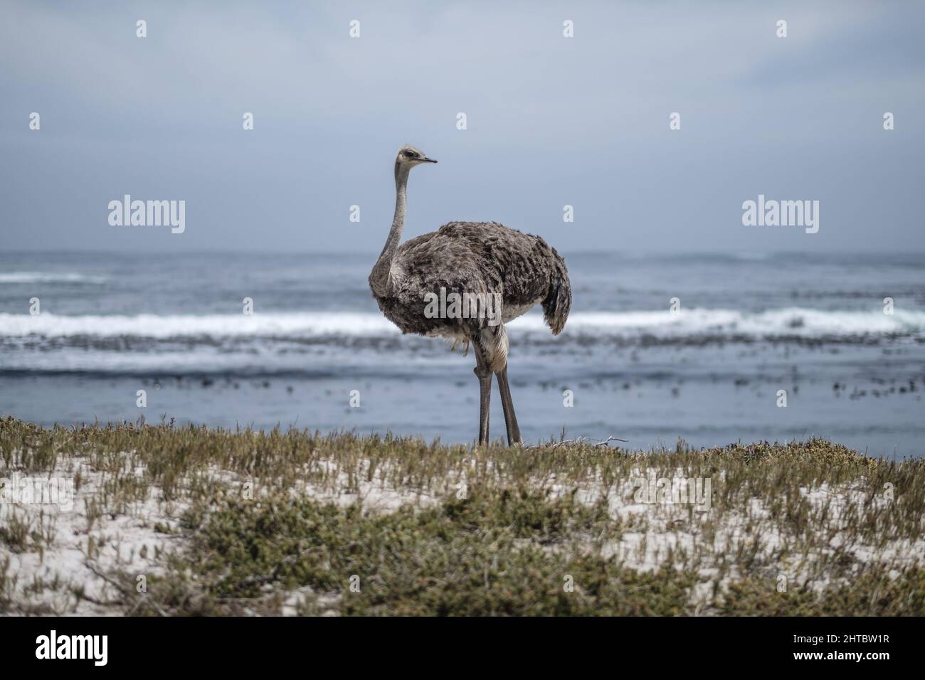 Ostrich on a seashore Stock Photo - Alamy