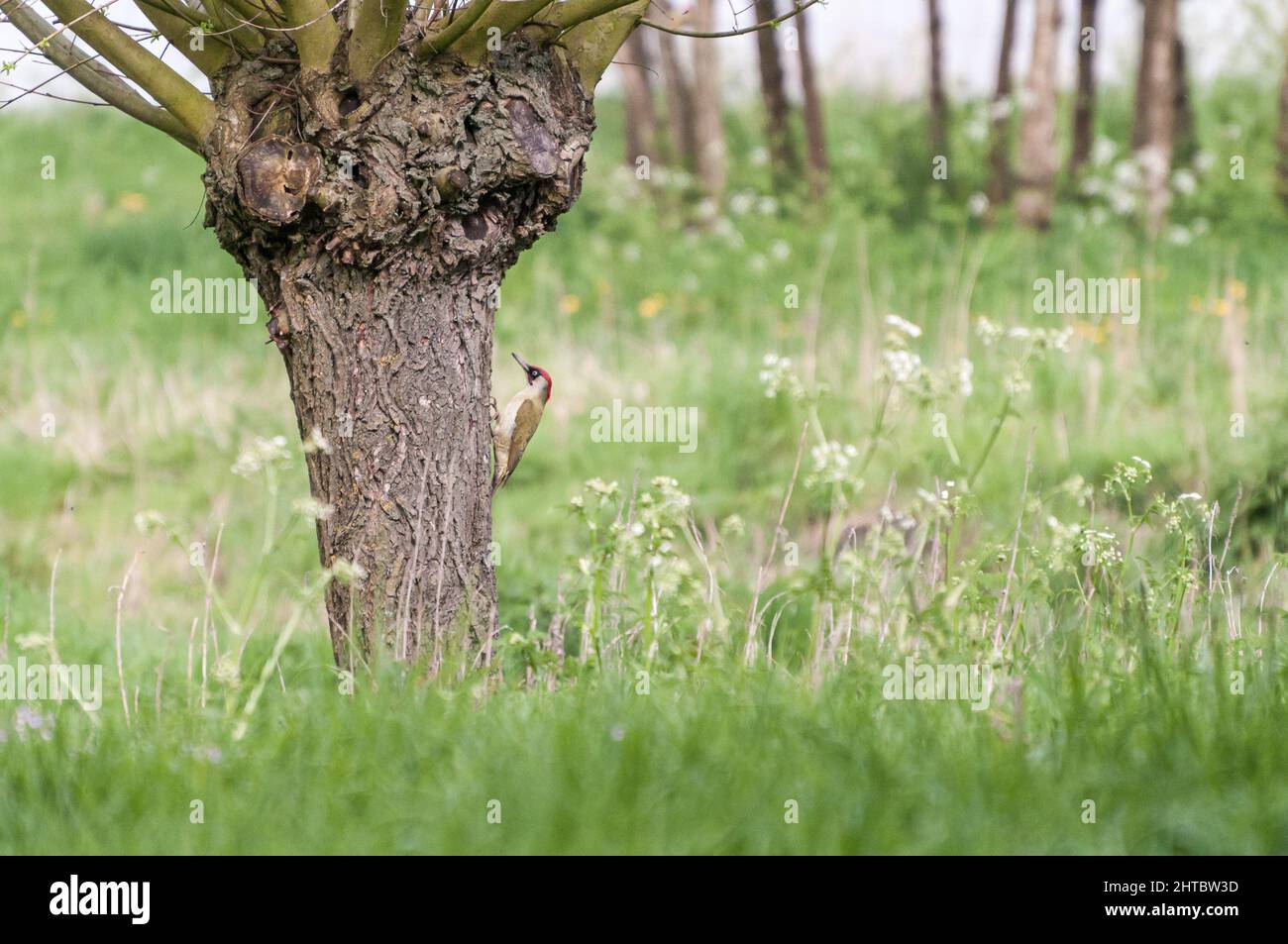 Pollard willow tree hi-res stock photography and images - Alamy