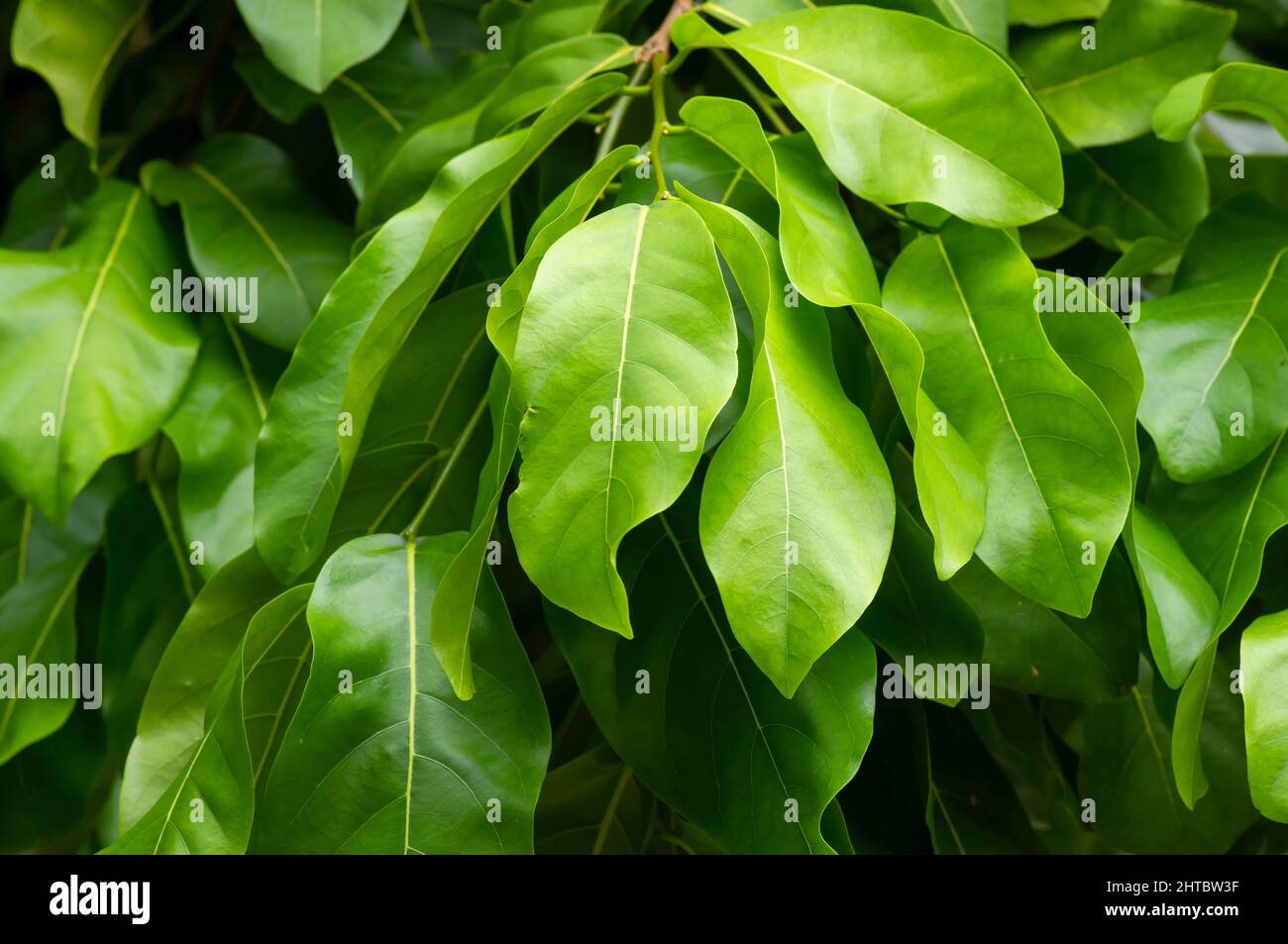 Gayam (Inocarpus fagiferus) leaves, known as Otaheite chestnuts ...