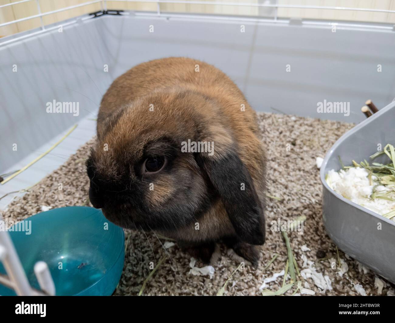Pet rabbit cage hi-res stock photography and images - Alamy