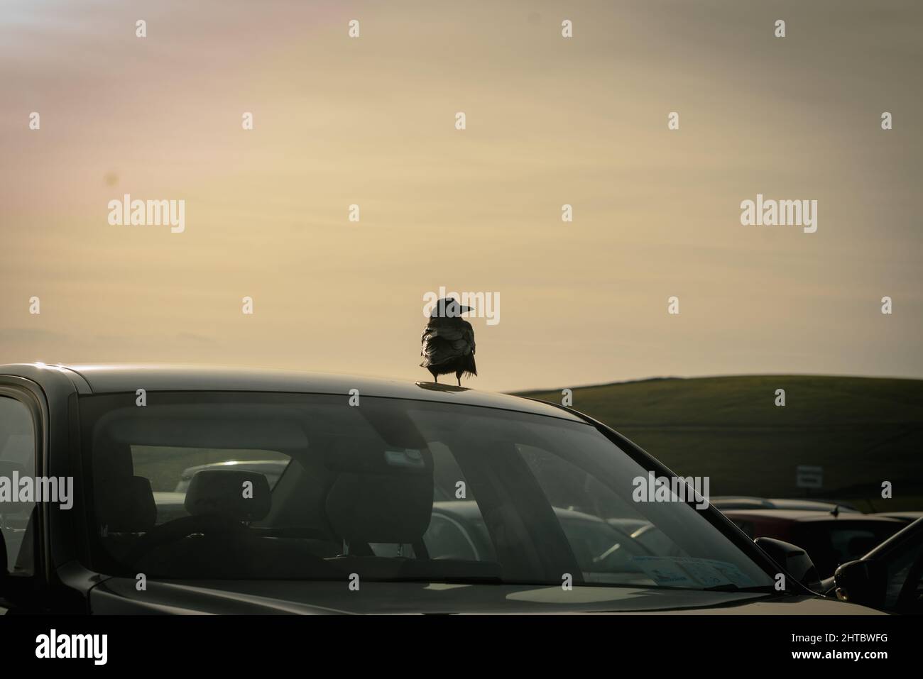 Crow on a car hi-res stock photography and images - Alamy