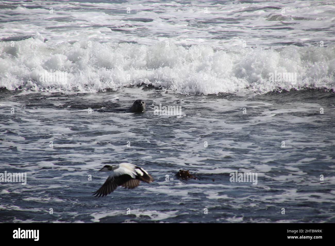Cute seal in the sea and the flying bird Stock Photo - Alamy
