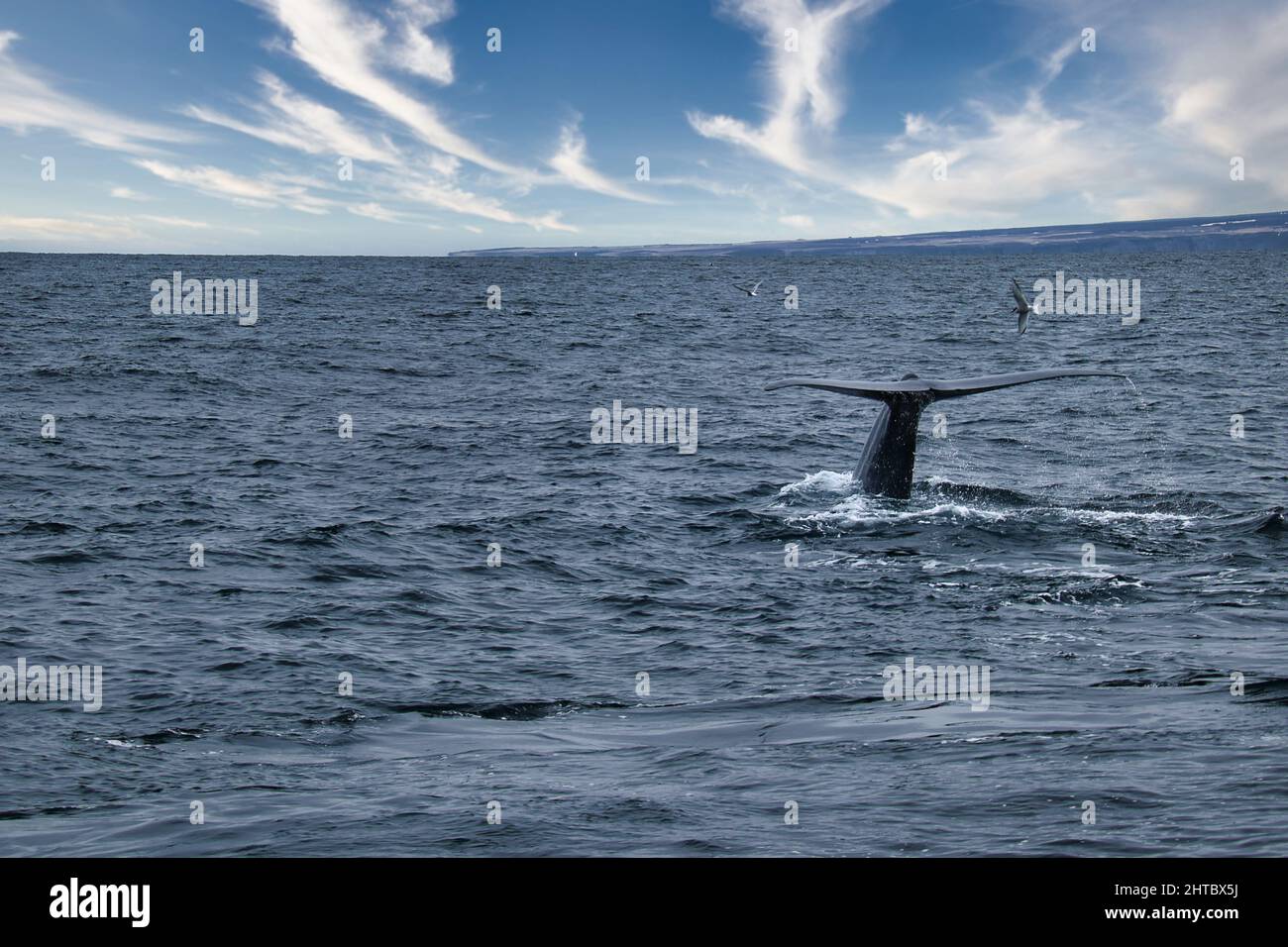 Blue whale fin in the sea in blue sky background Stock Photo - Alamy