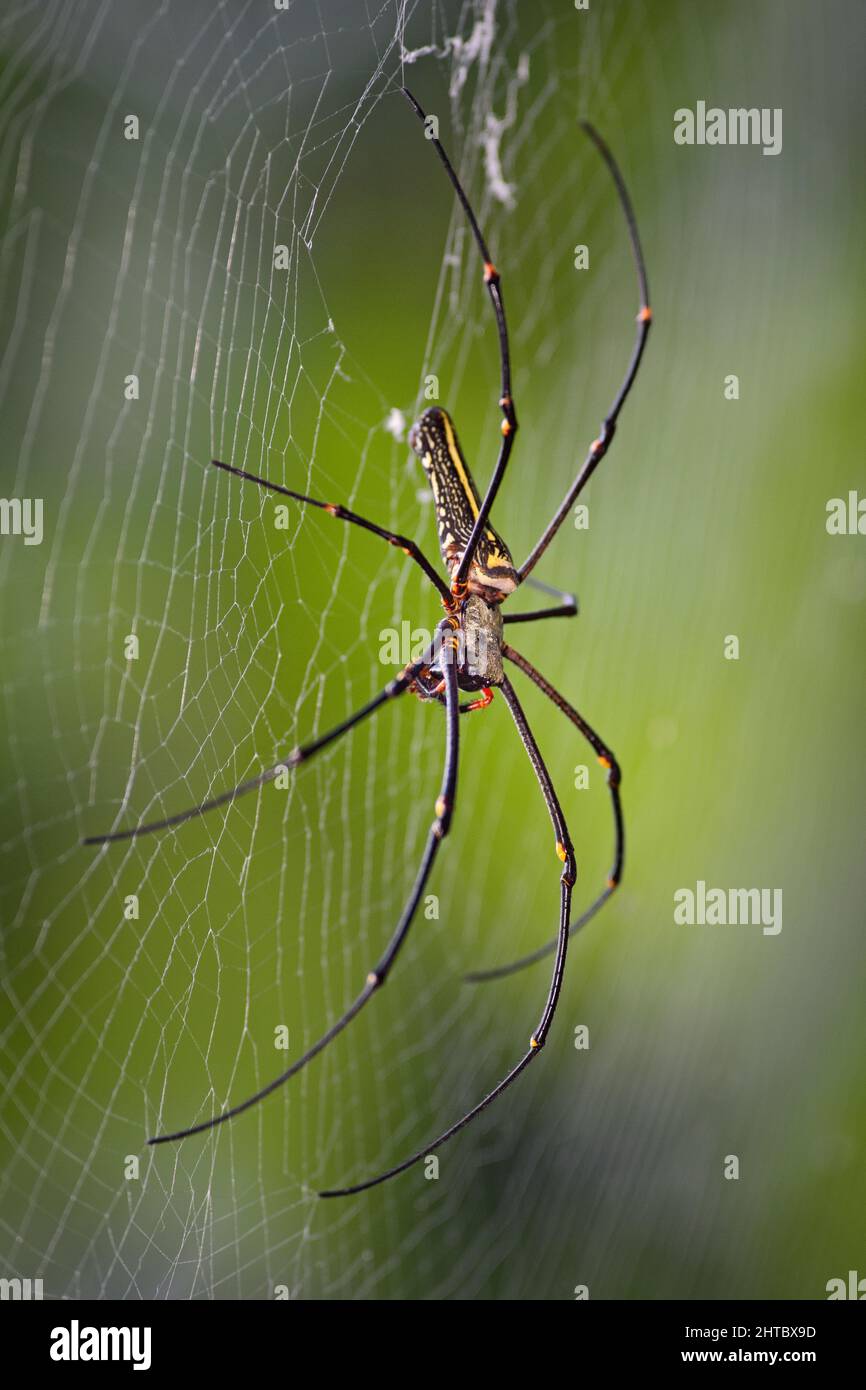 Giant Woodspider - Nephila pilipes, large colorful spider from ...