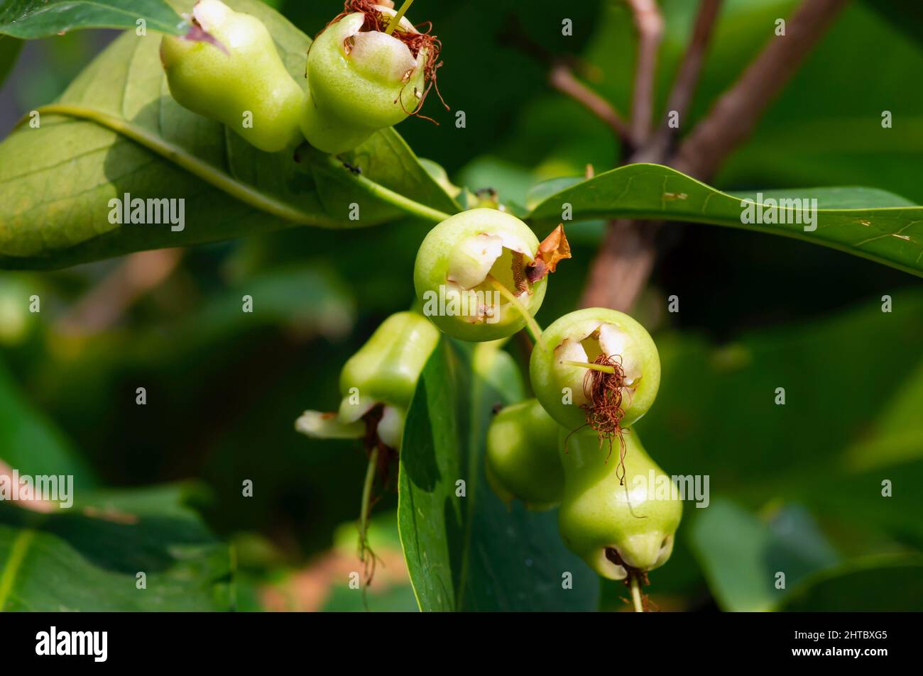 Young water apples fruits on its tree, known as rose apples or watery ...