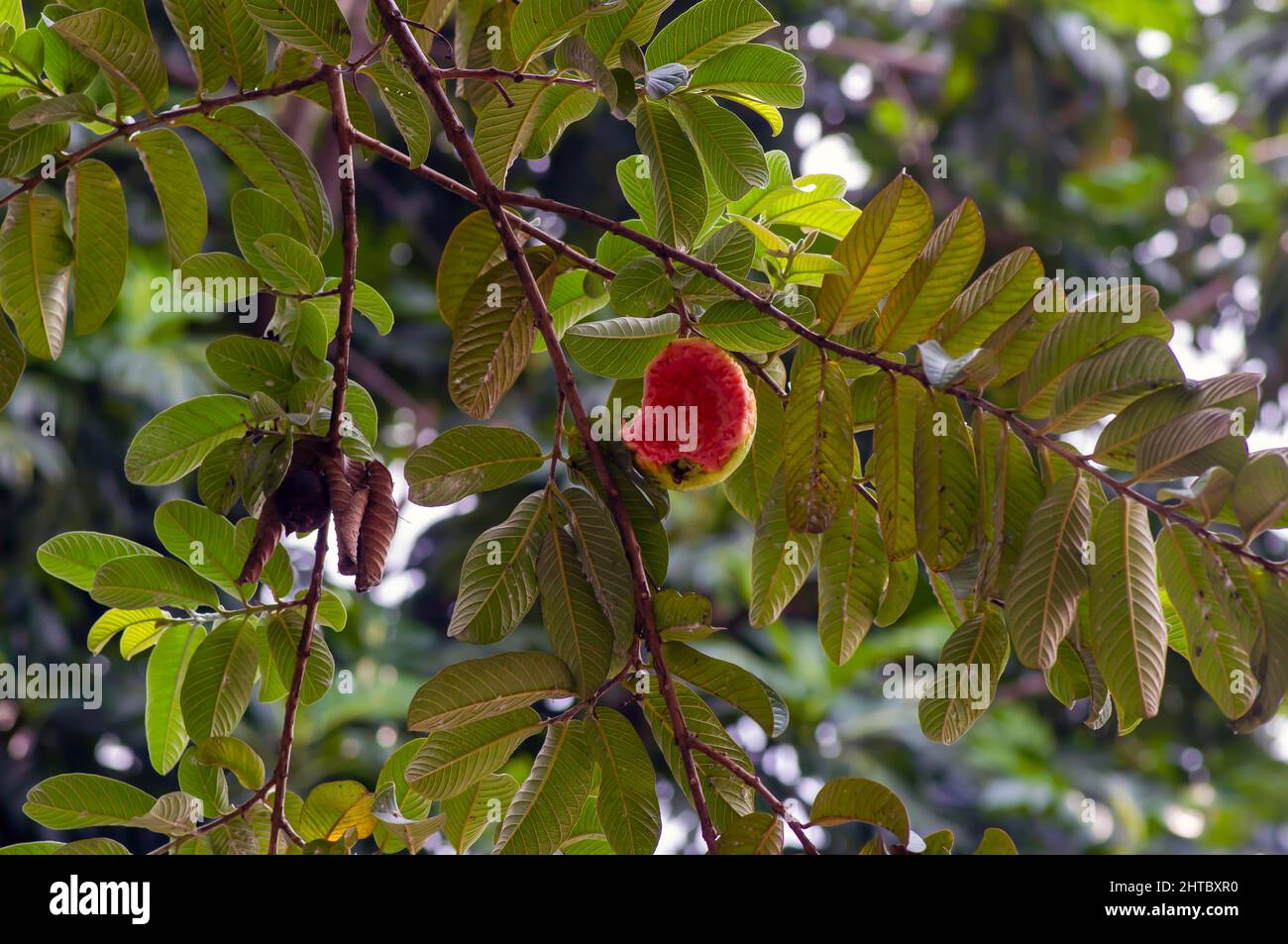 A ripe red guava fruit (Psidium guajava L) on tree eaten by birds ...