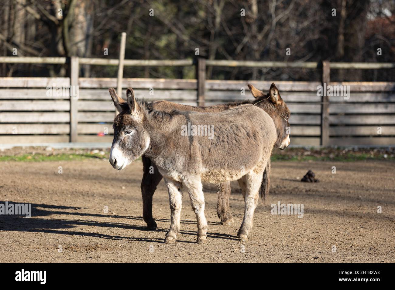 Quiet Gray Donkeys inside a Fence on a Farm Stock Photo - Alamy