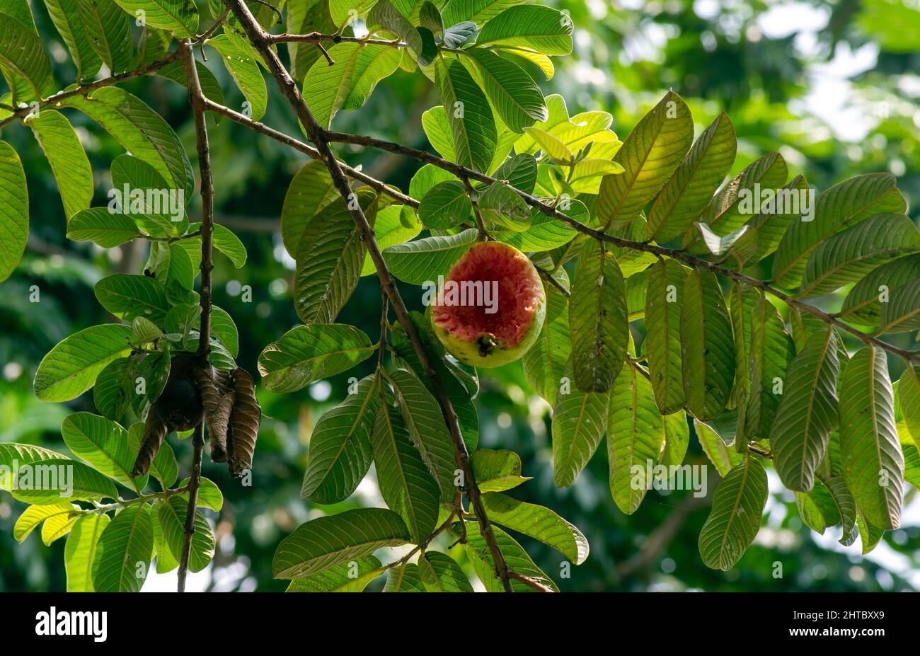 A ripe red guava fruit (Psidium guajava L) on tree eaten by birds ...
