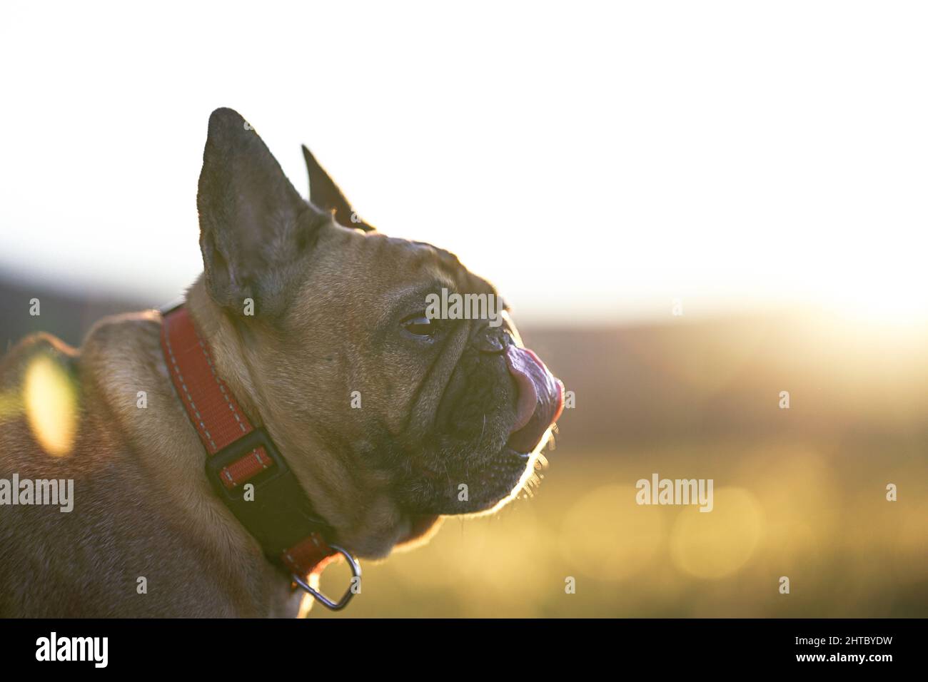 Cute french bulldog running around in a field Stock Photo - Alamy