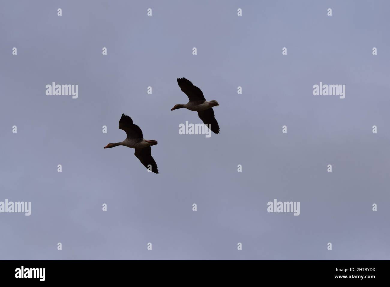 Pair birds in flight hi-res stock photography and images - Alamy