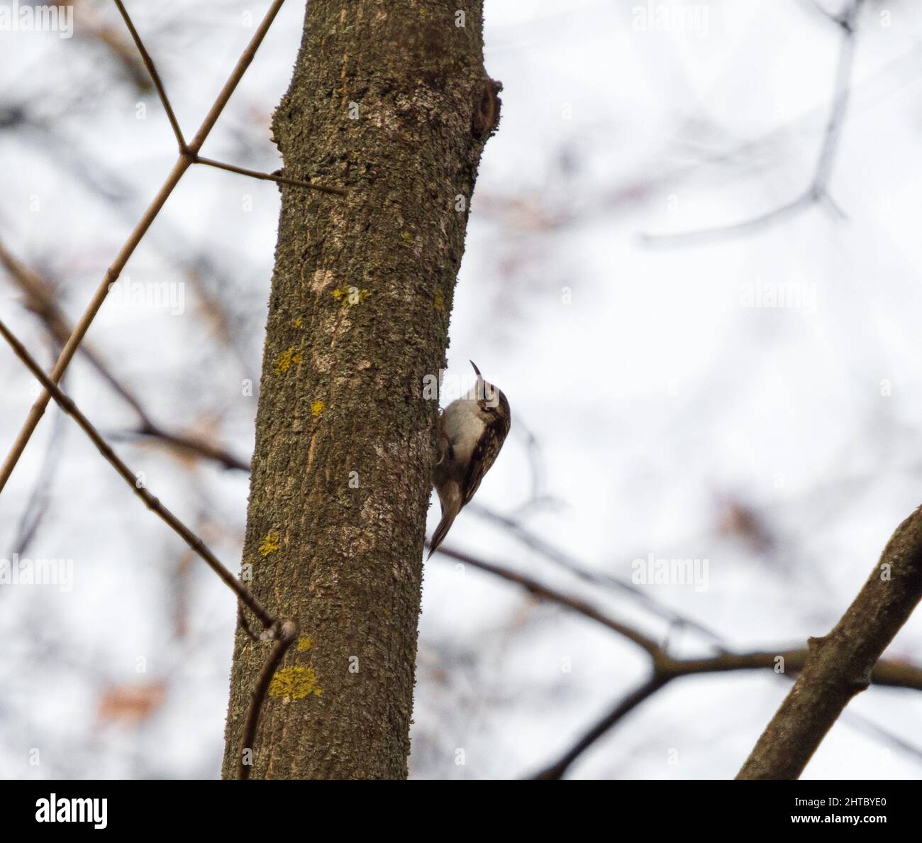 Closeup of a brown creeper bird on a tree trunk Stock Photo - Alamy