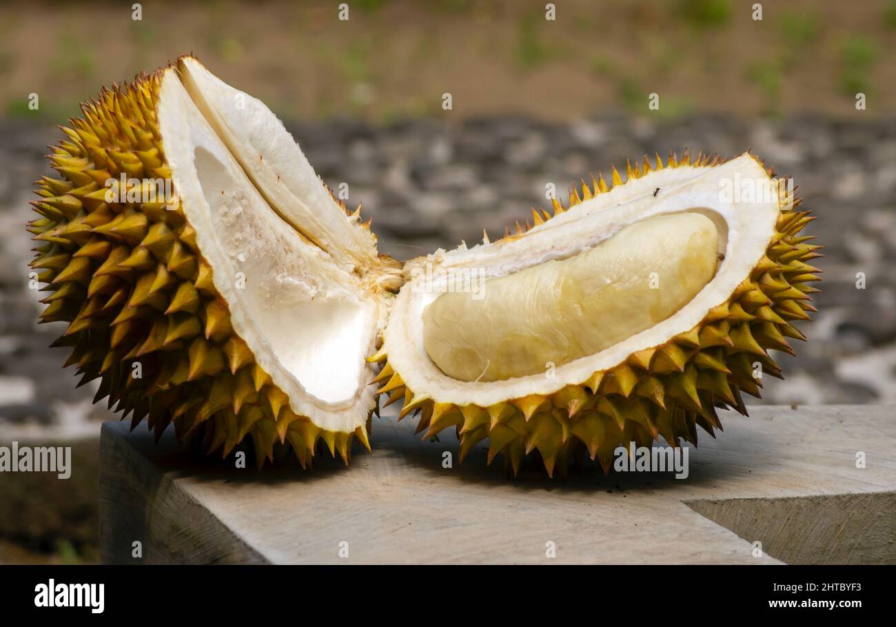 Close up of a ripe Durian fruit (Durio zibethinus Stock Photo - Alamy