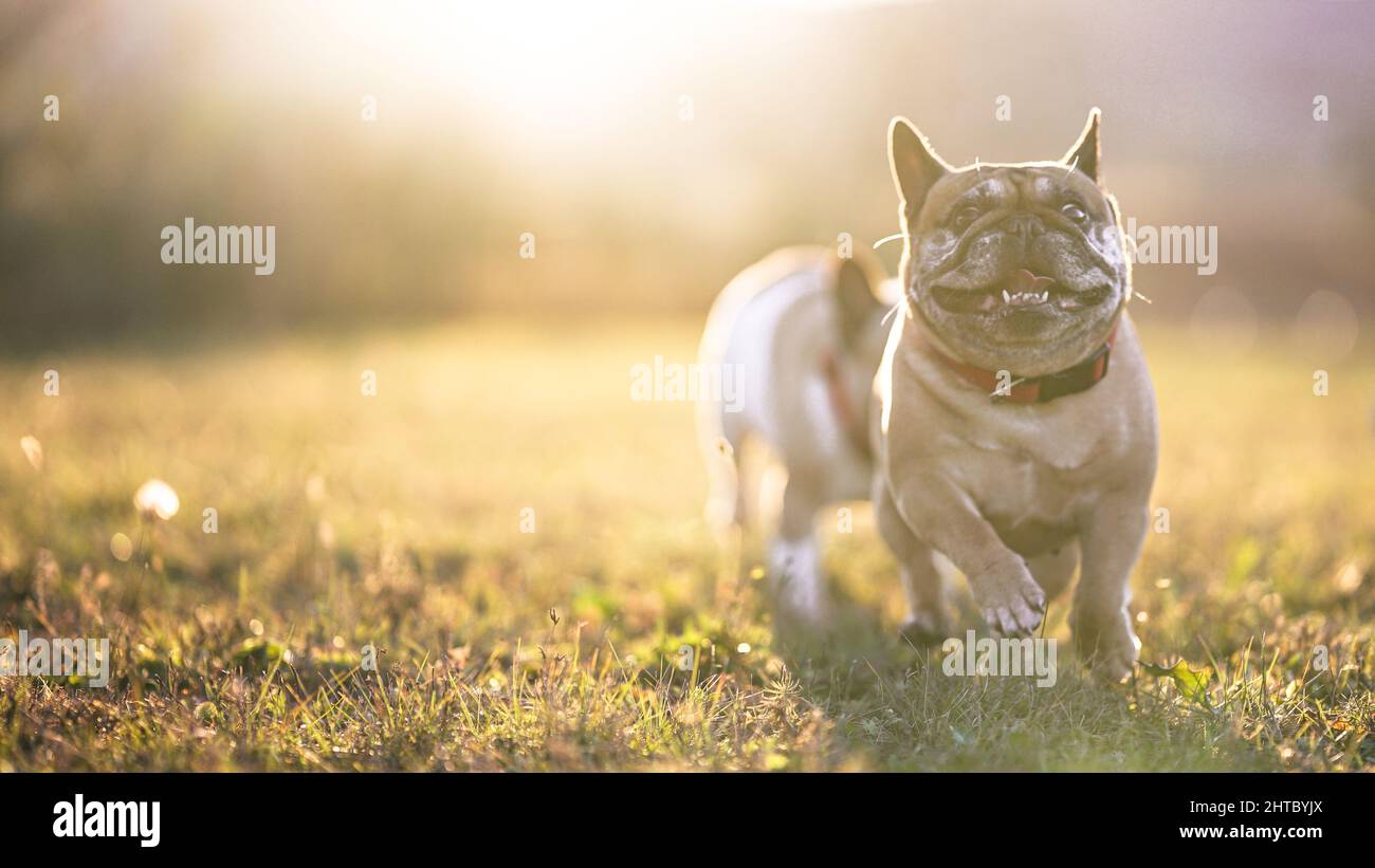 Cute french bulldog running around in a field Stock Photo - Alamy