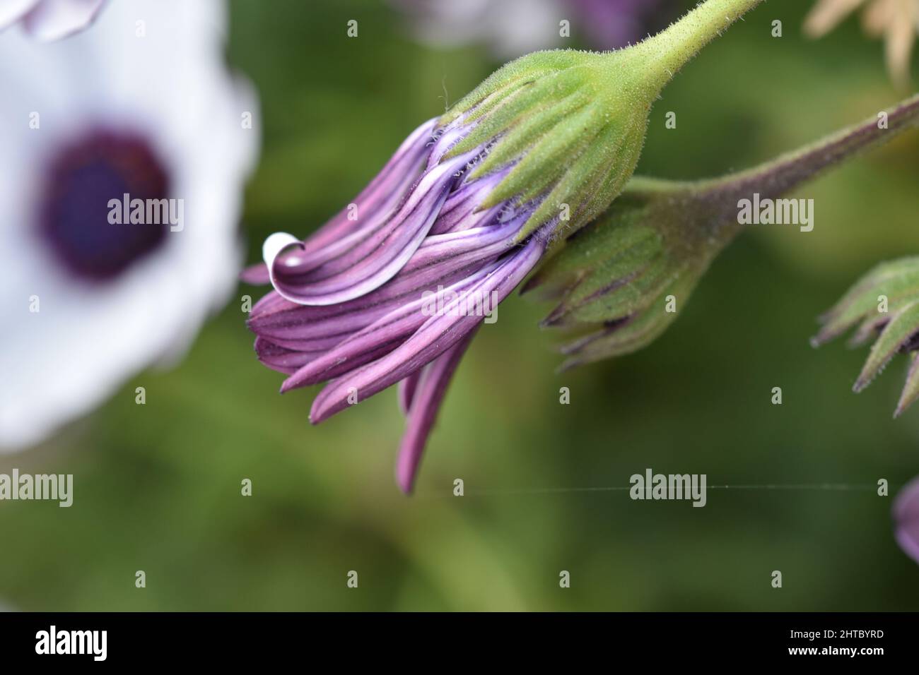 Daisy bud hi-res stock photography and images - Alamy